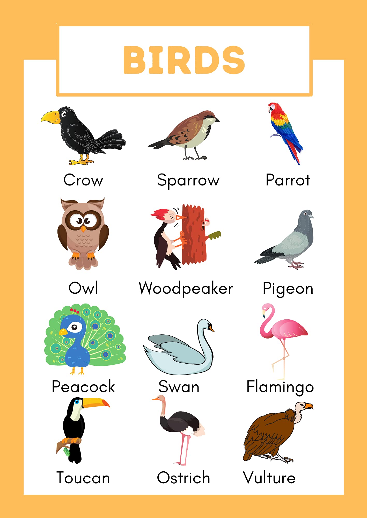 Birds Poster Educational Wall Posters Laminated Charts For Preschool ...