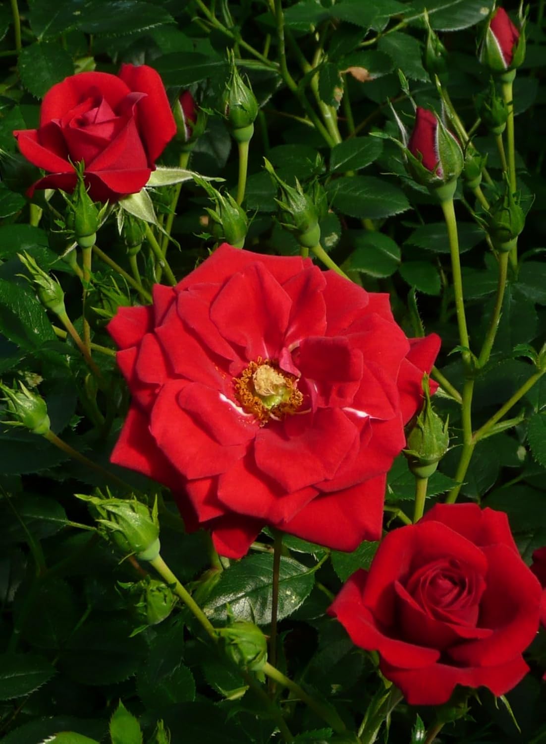‘George Best’ – Red Patio Rose - 4L Potted : Amazon.co.uk: Garden