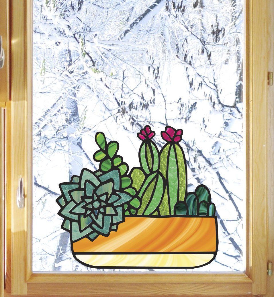 Amazon.com: Plants - Potted Succulents -D1- Succulent Cacti Cactus ...