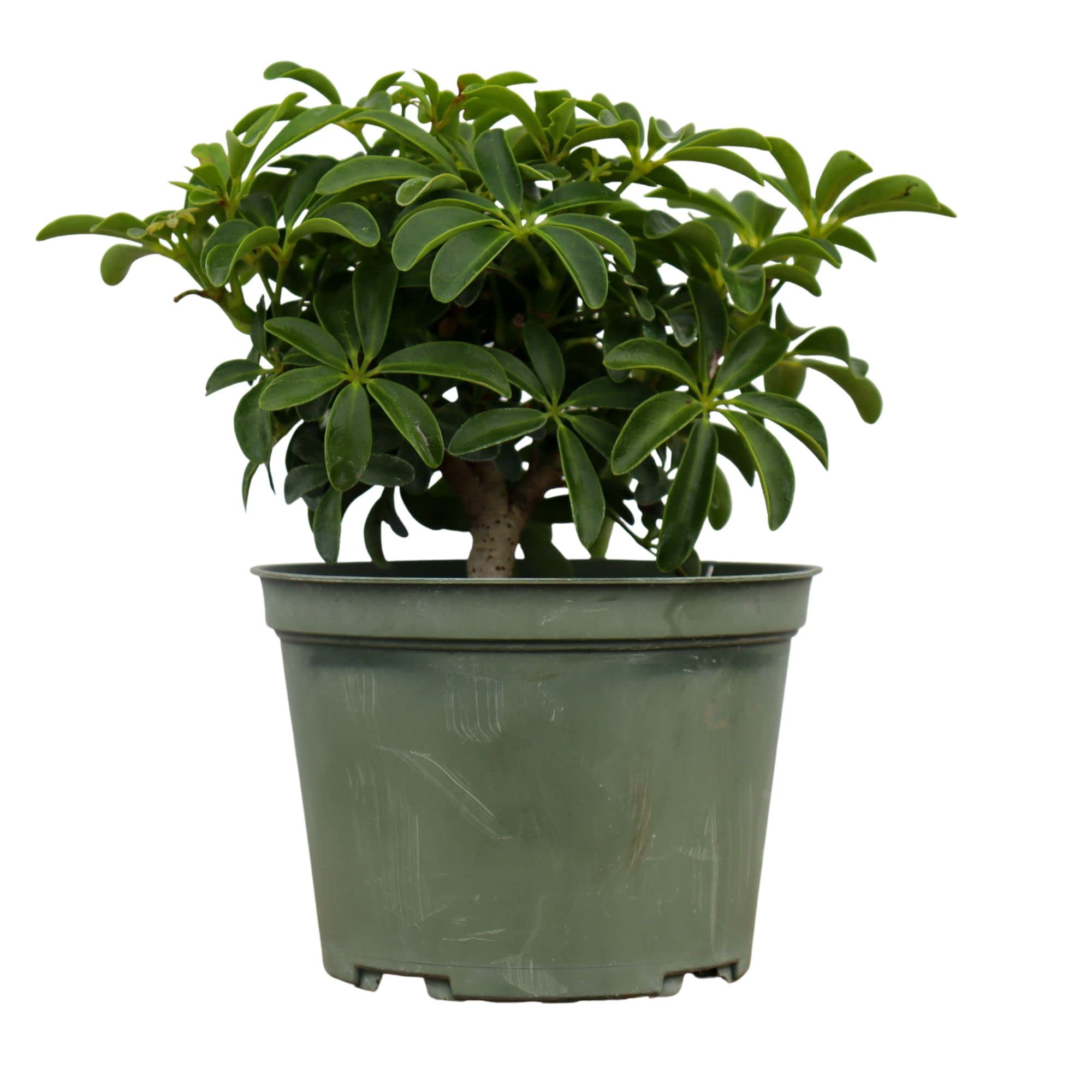 Hawaiian Or Dwarf Schefflera