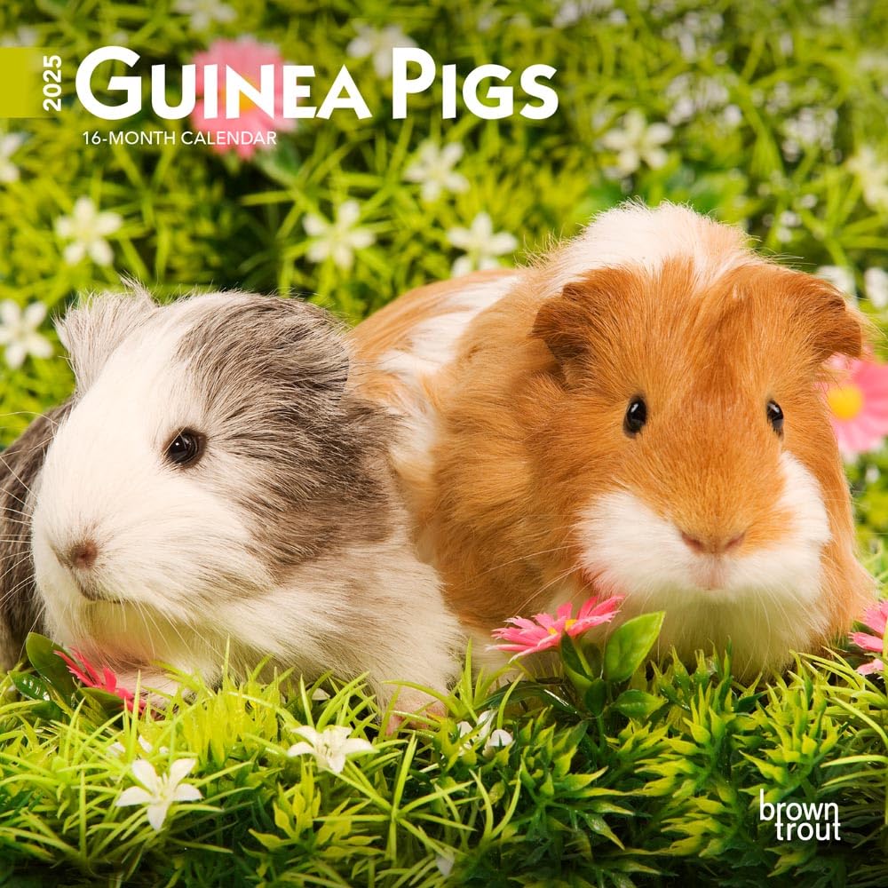 Snapklik.com : Guinea Pigs 2025 7 X 14 Inch Monthly Mini Wall Calendar ...