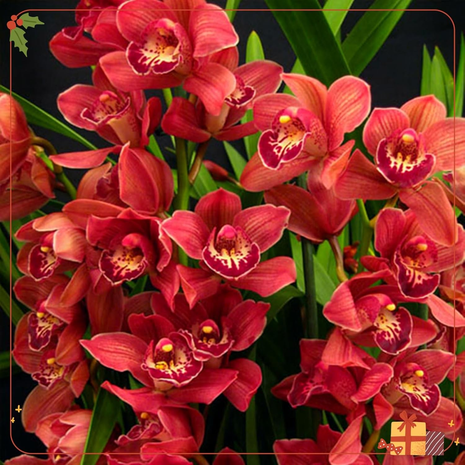 Amazon.com : Eye-Catching Cymbidium Orchid : Simple to Grow, Low ...
