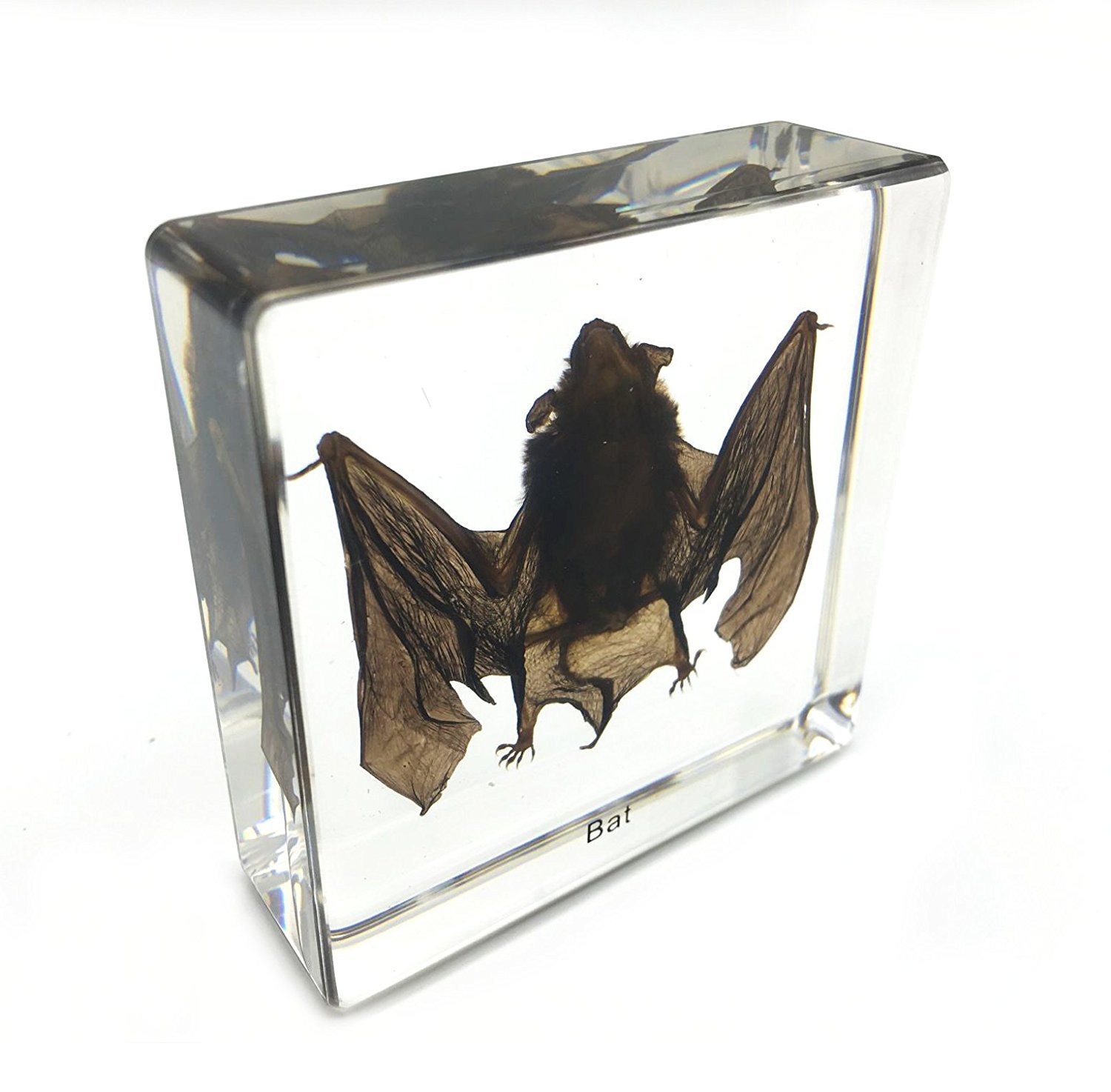 Amazingbug Real Bat Specimens Science Classroom Specimen for Science ...