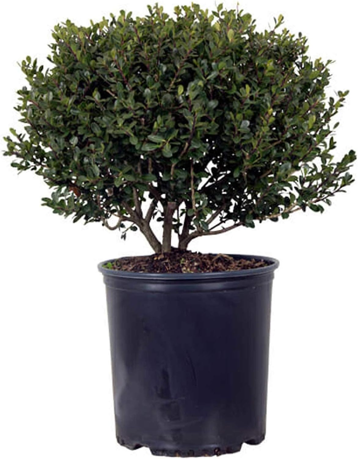 Amazon.com : Ilex 'Compacta', 2.5 Quart : Patio, Lawn & Garden
