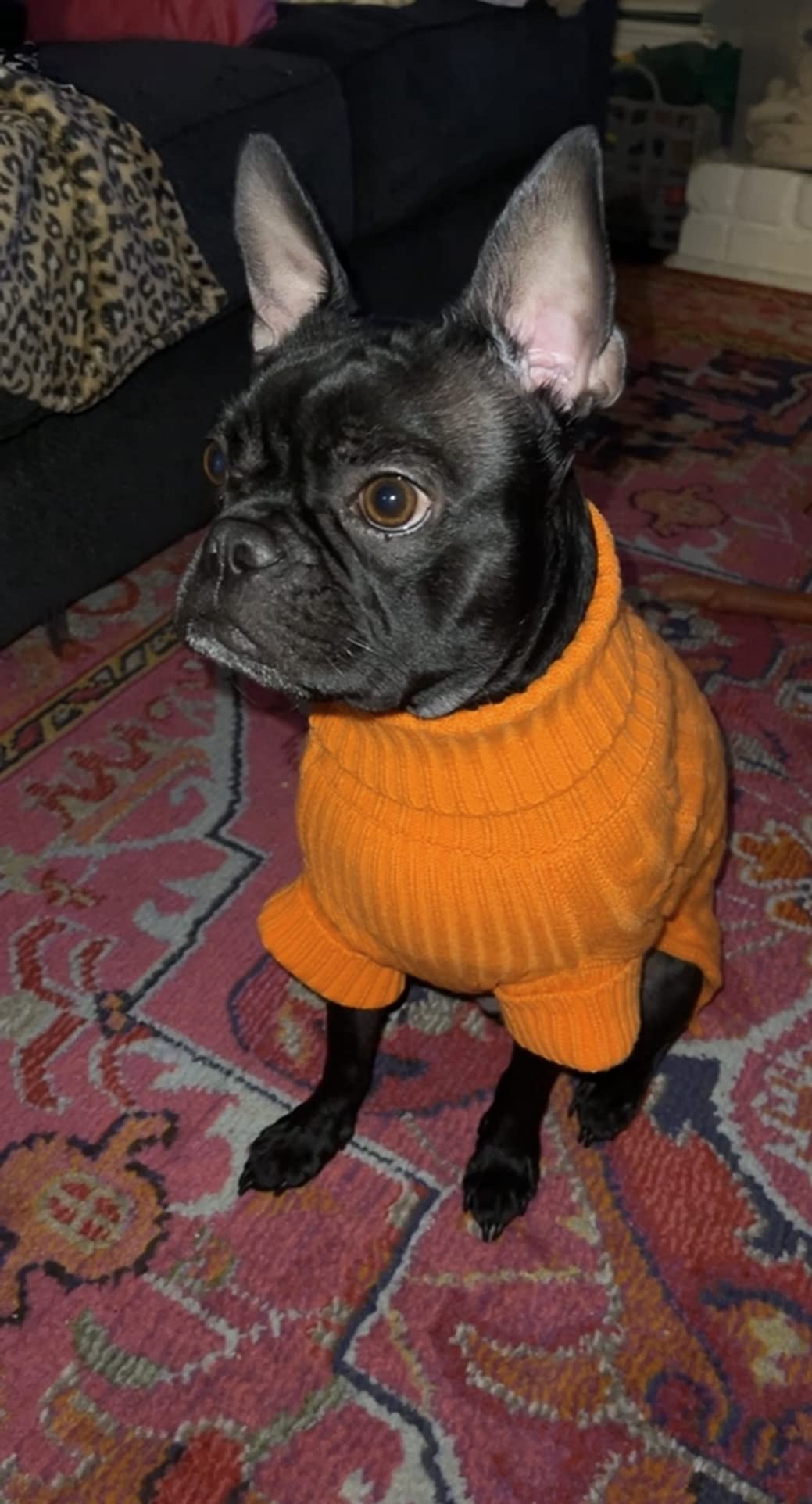 $3/mo - Finance Stinky G Turtleneck Dog Sweater | Buy Now, Pay Later