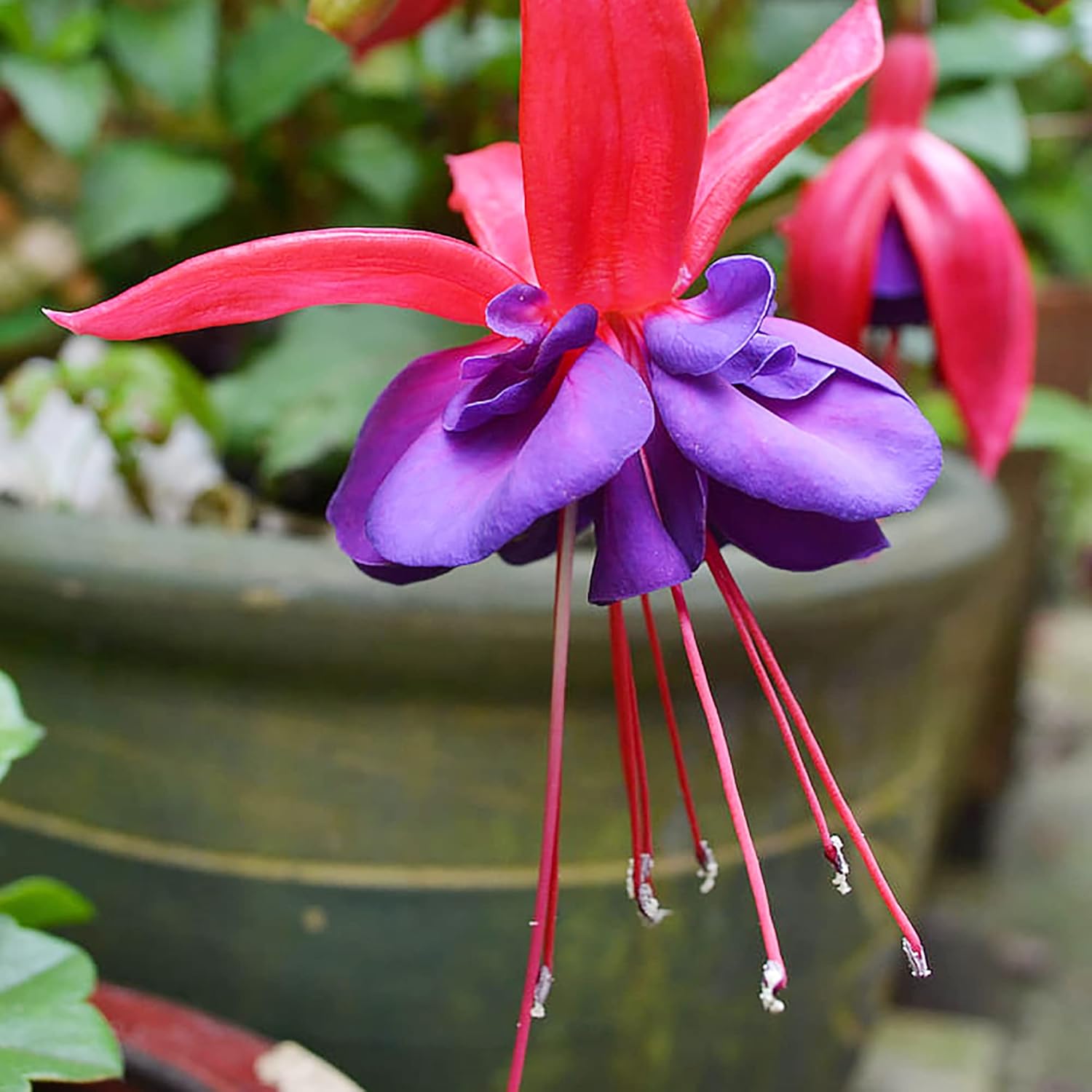 Amazon.com : QAUZUY GARDEN 50 Fuchsia Seeds for Planting Premium ...