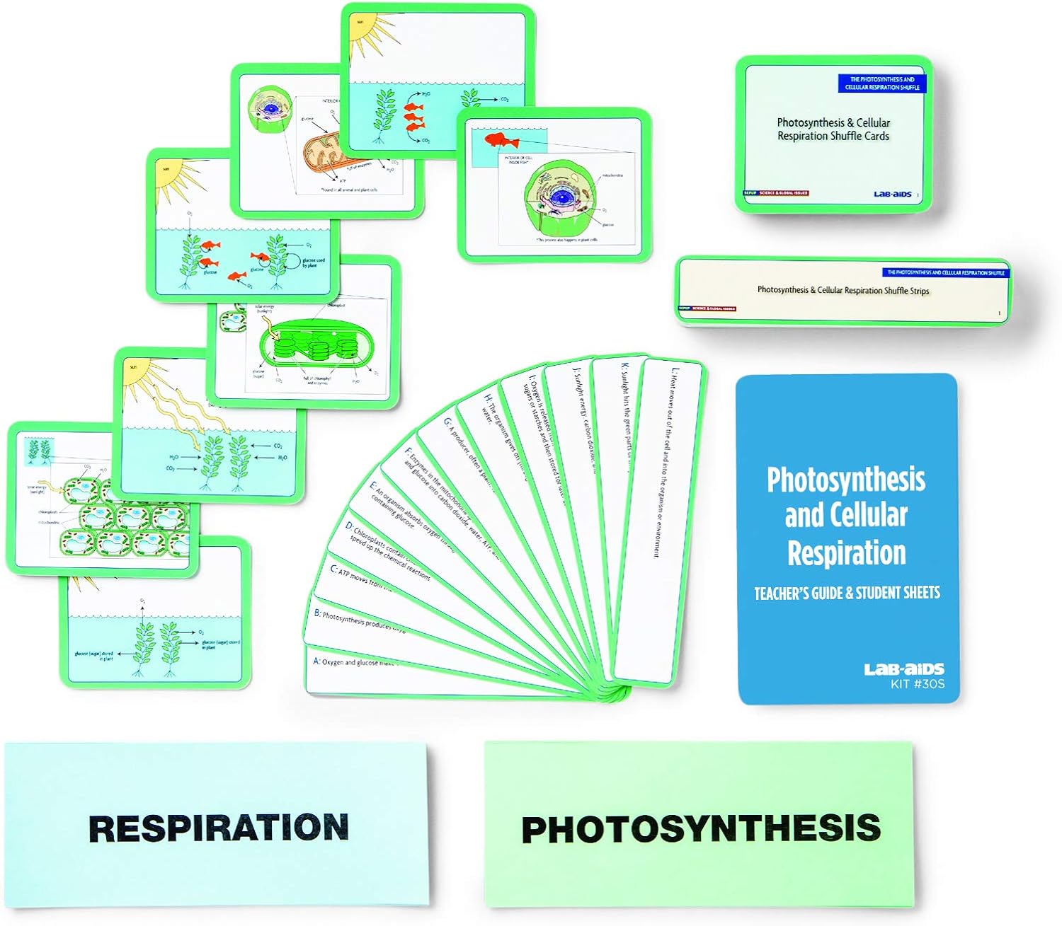 Amazon.com: Lab-Aids Photosynthesis and Cellular Respiration (Developed ...