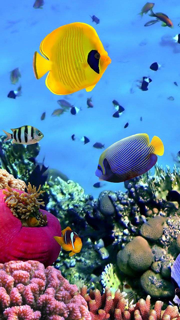 Ocean Fish Live Wallpaper - App on Amazon Appstore