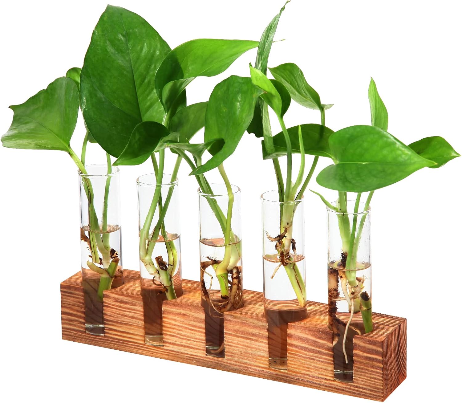 Amazon.com: Snpwne Plant Propagation Station, Plant Terrarium with ...