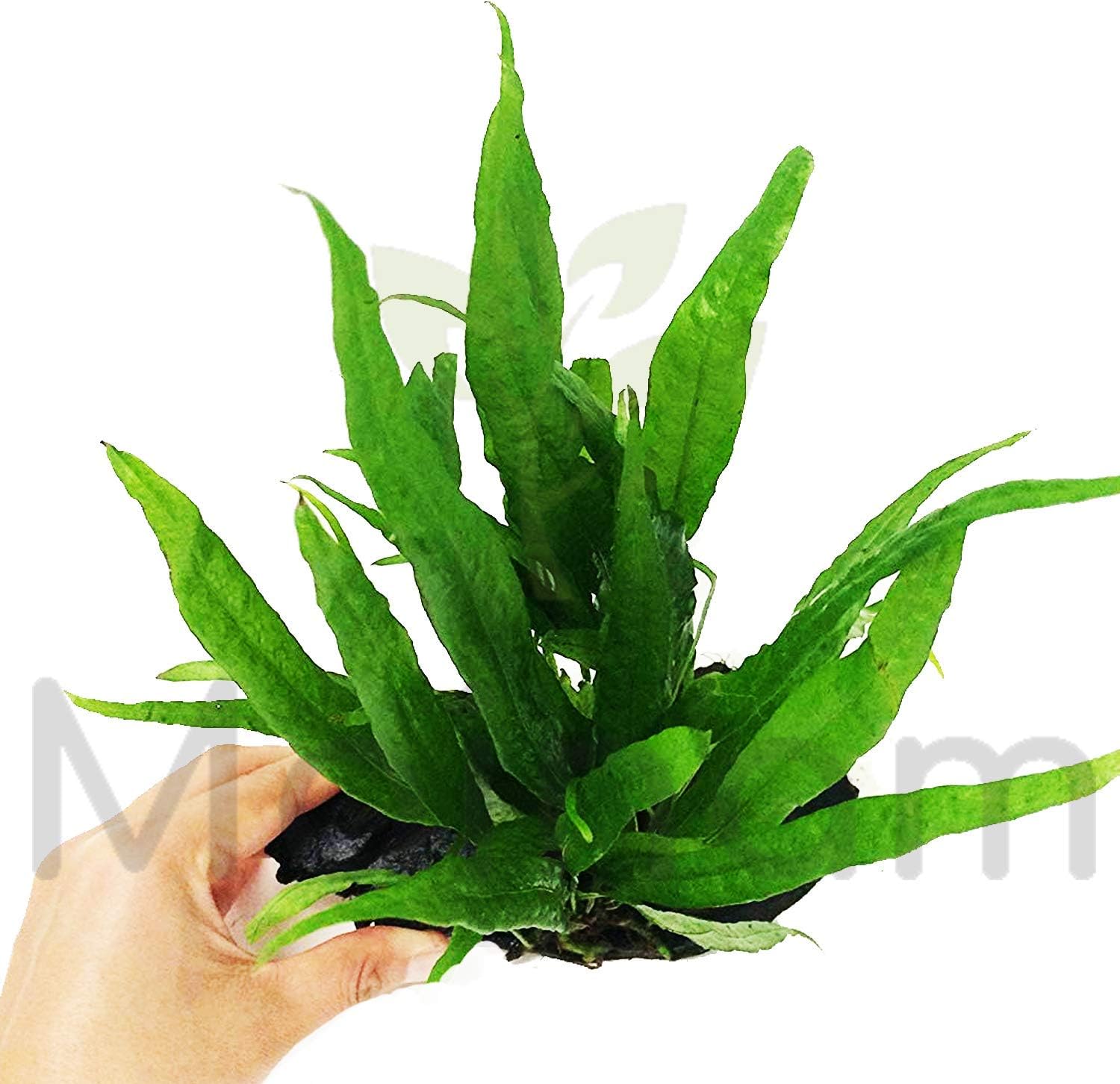 Amazon.com: Java Fern Microsorum Pteropus Easy Low Light Live Aquarium ...