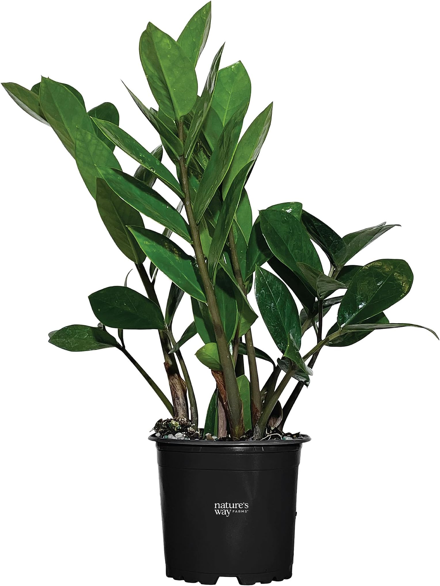 Amazon.com : ZZ Plant, Zamioculcas Zamiifolia, Indoor, Outdoor, Live ...
