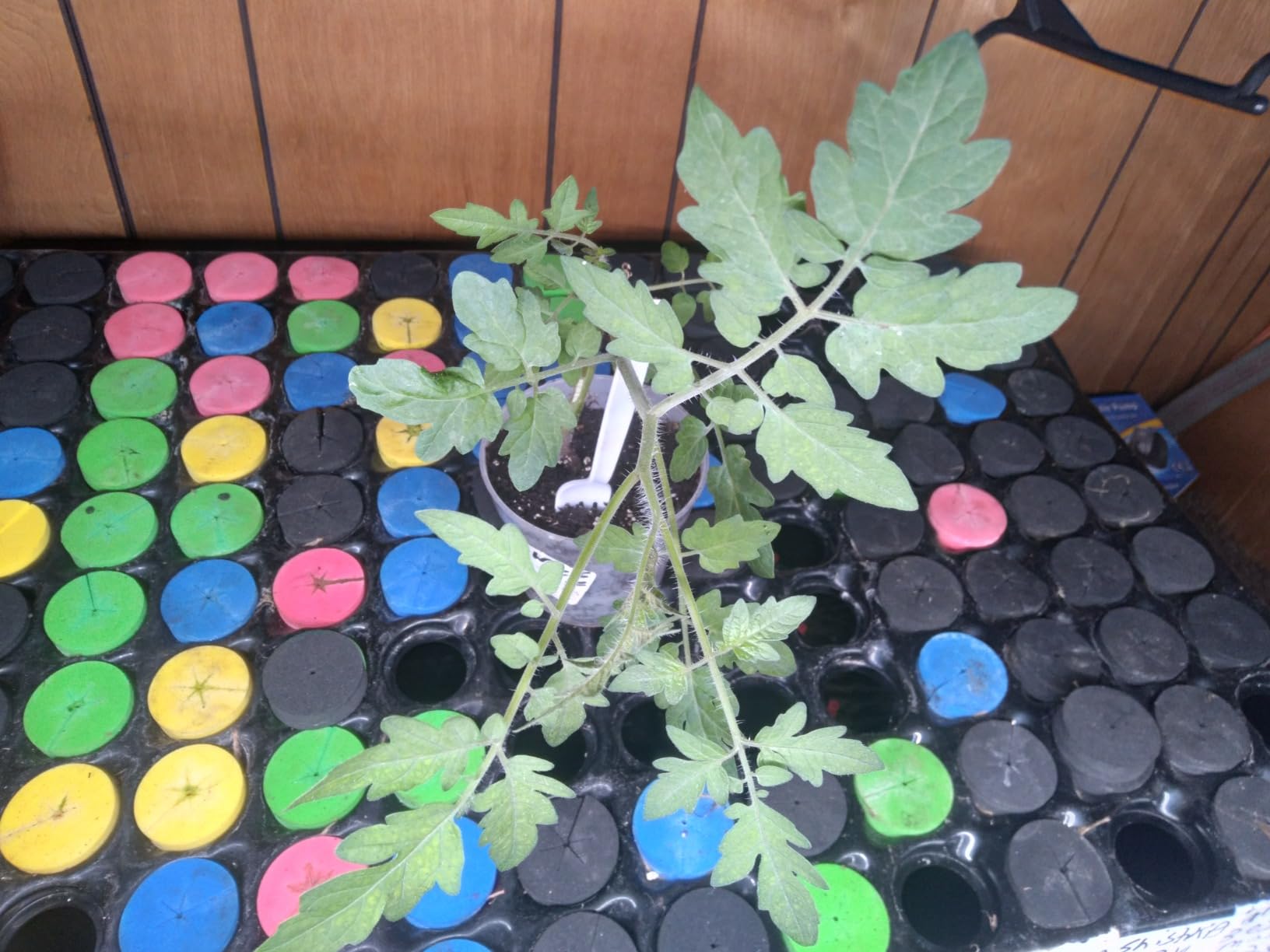 $11/mo - Finance Clone Machine, Aeroponic Cloning Machine System 140 ...