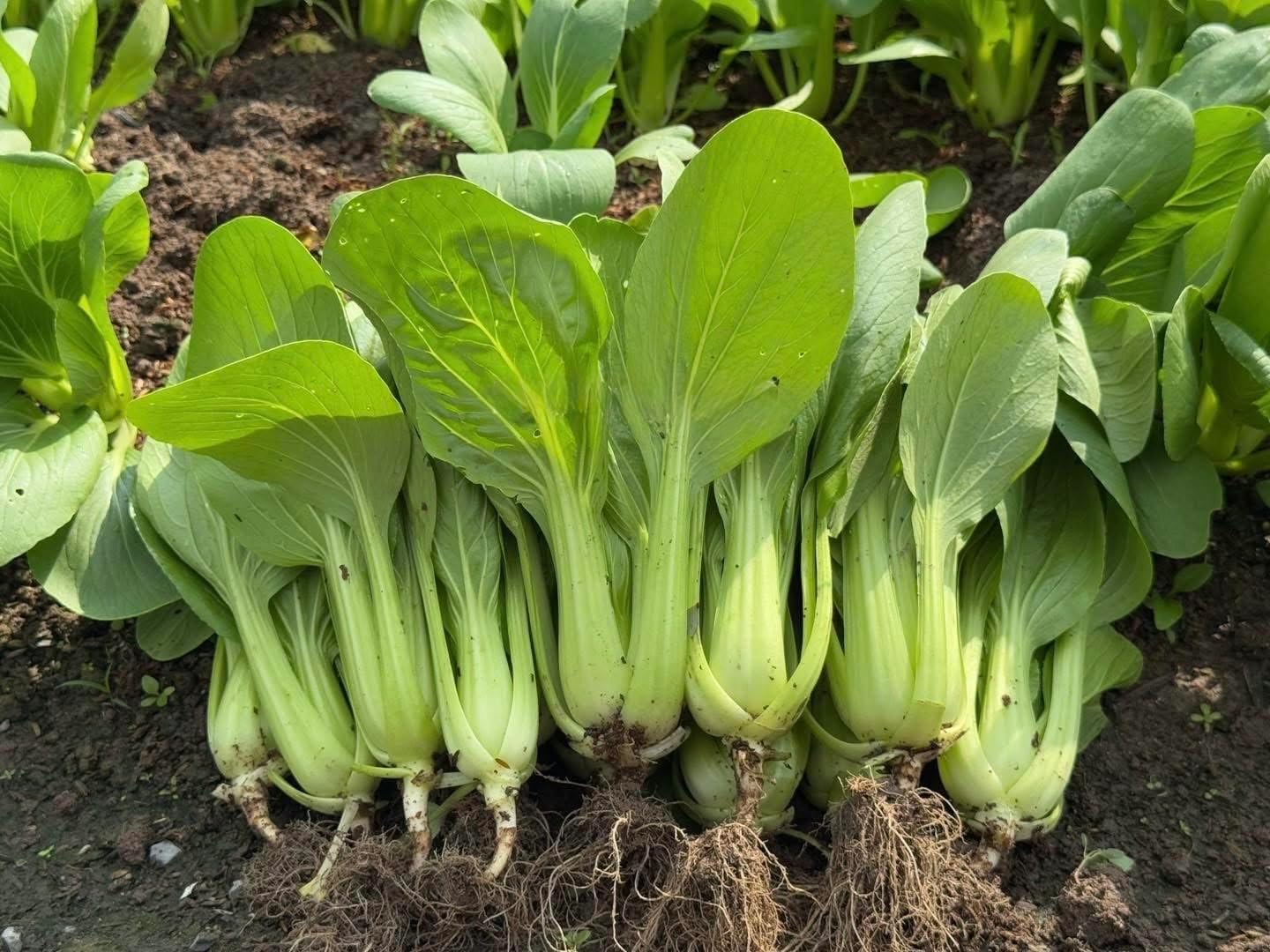 Amazon.com : 3500 Organic Bok Choy Seeds – Cải Thìa – Pak Choi ...