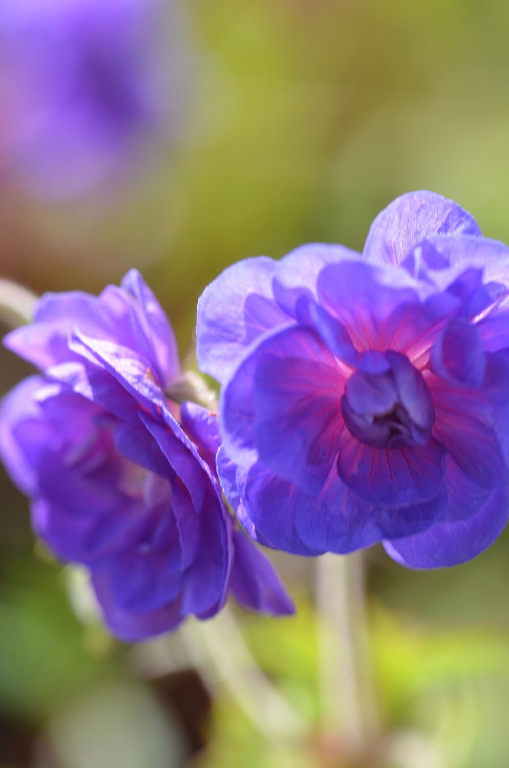 Geranium pratense 'Plenum Violaceum' AGM : Amazon.co.uk: Garden