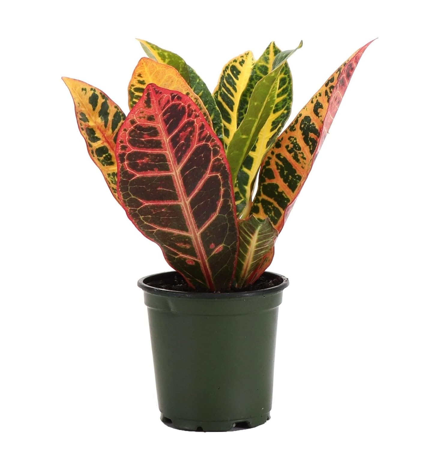 Croton Petra Live Plant Codium Includes Nursery Grower Pot(Pack Of One ...