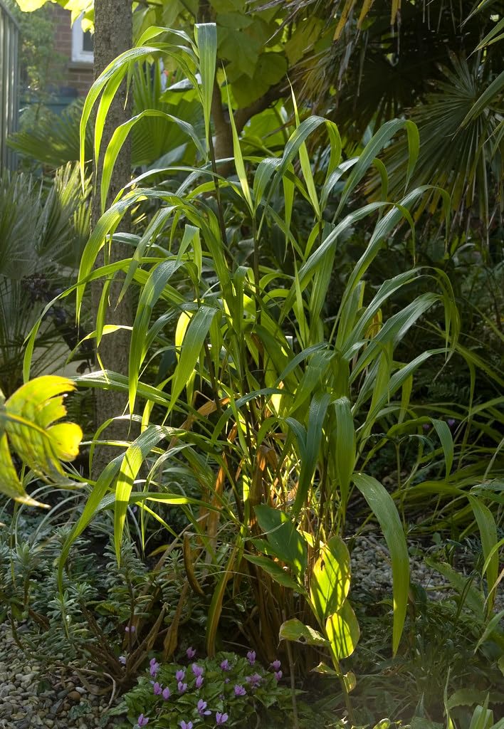 Smart Napier Grass Sticks Pack Of 20 : Amazon.in: Garden & Outdoors