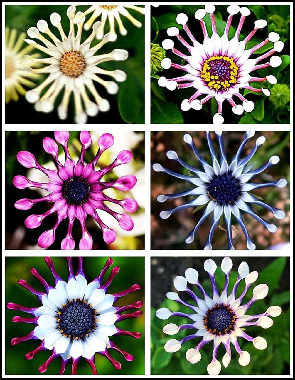 Amazon.com : 100pc African Daisy Rare Blue Purple Daisy Flower Seeds ...