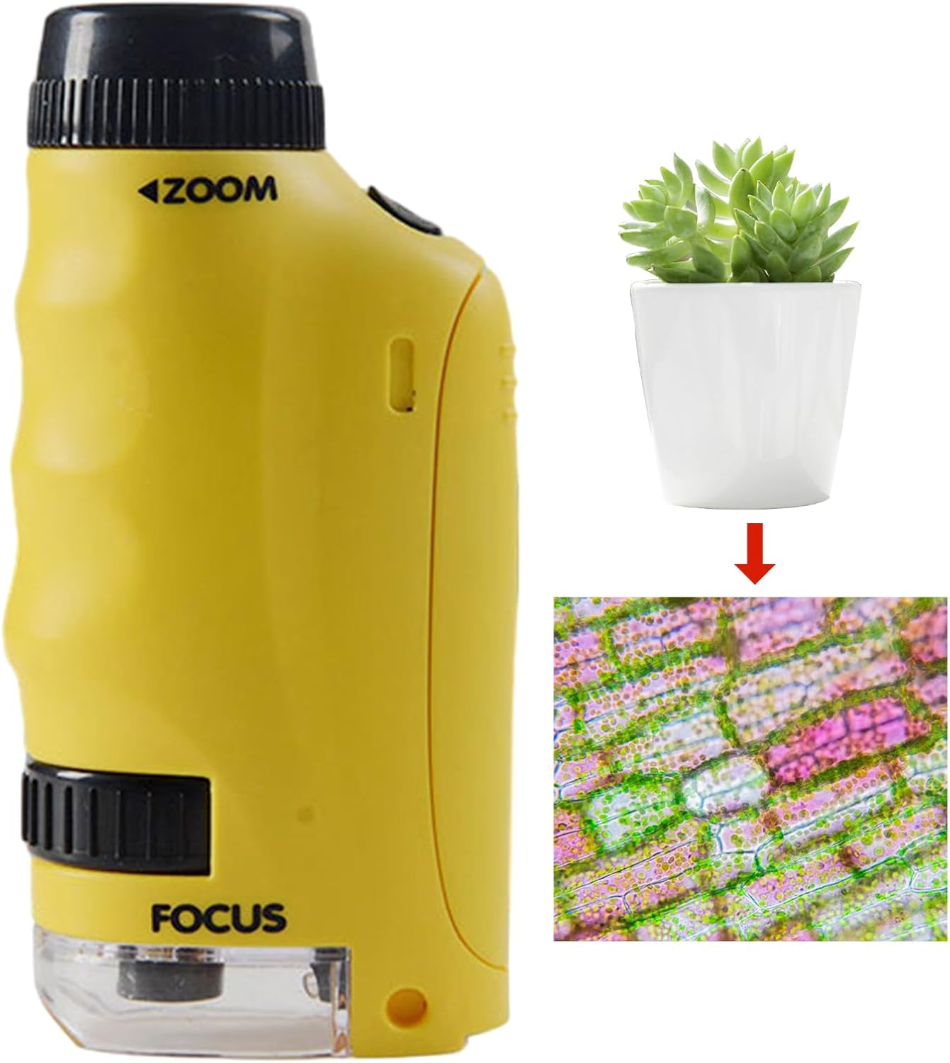 Amazon.com: Fovolat Minilabsters Miniscope Kids, Portable Microscope ...