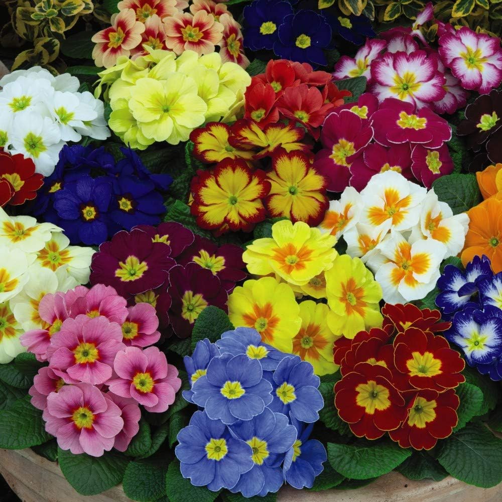 Primrose Husky Mixed Primula Garden Plant Hardy Perennial Flowering ...