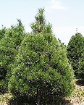 Amazon.com : Red Pine Tree Seedlings for Planting - Evergreen Tree ...