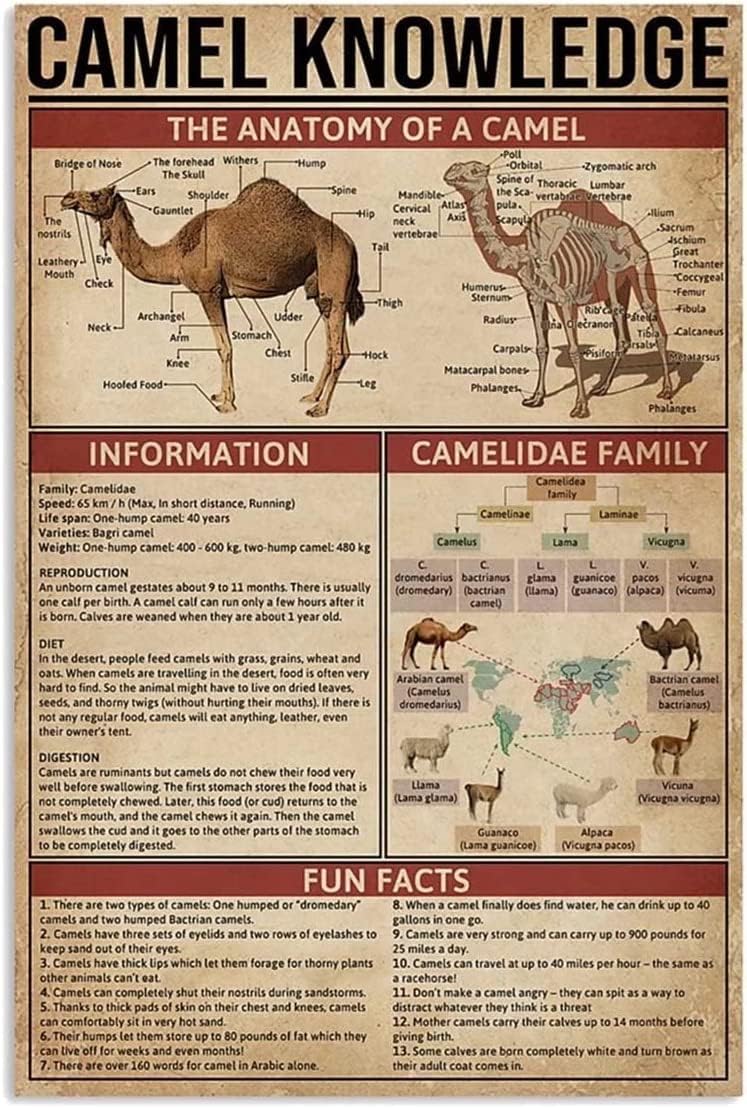 Amazon.com: Camel Knowledge Frameless Posters The Anatomy Of A Camel ...