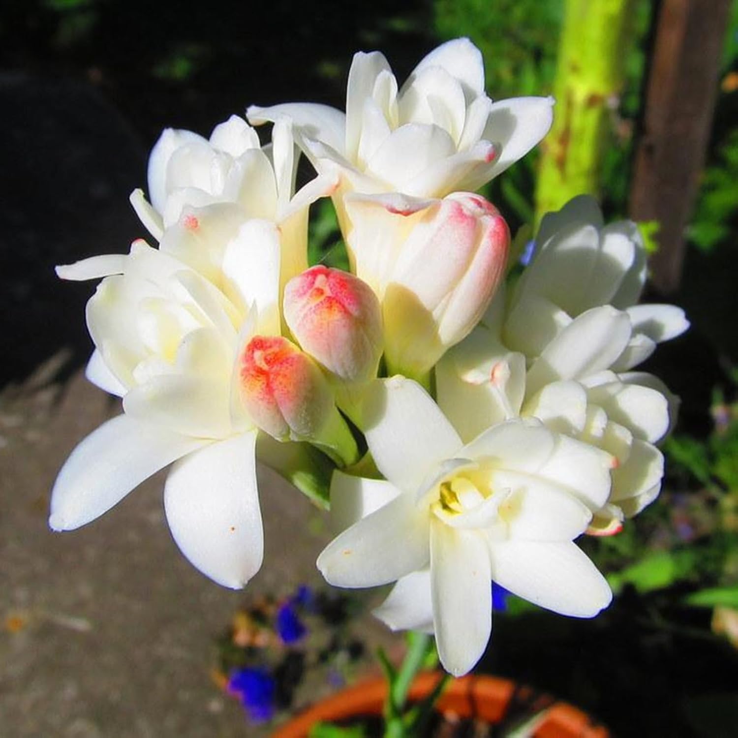 Amazon.com: Garden (Tuberose Bulbs for Planting) Pots to Grow Simple to ...