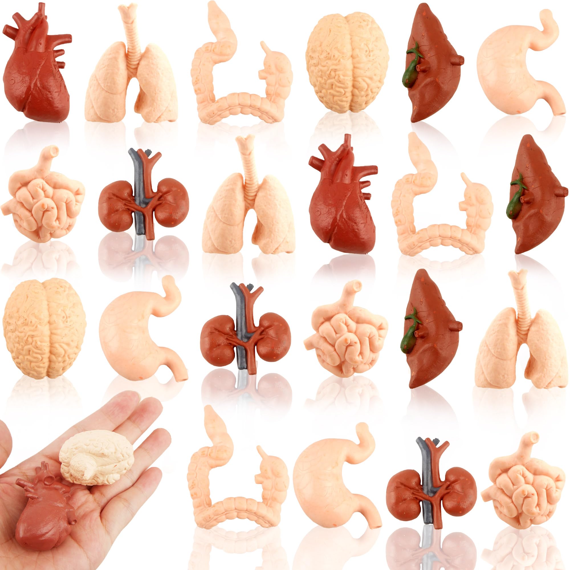 Amazon.com: SGBETTER 24 Pcs Mini Human Body Model Simulation Organ ...
