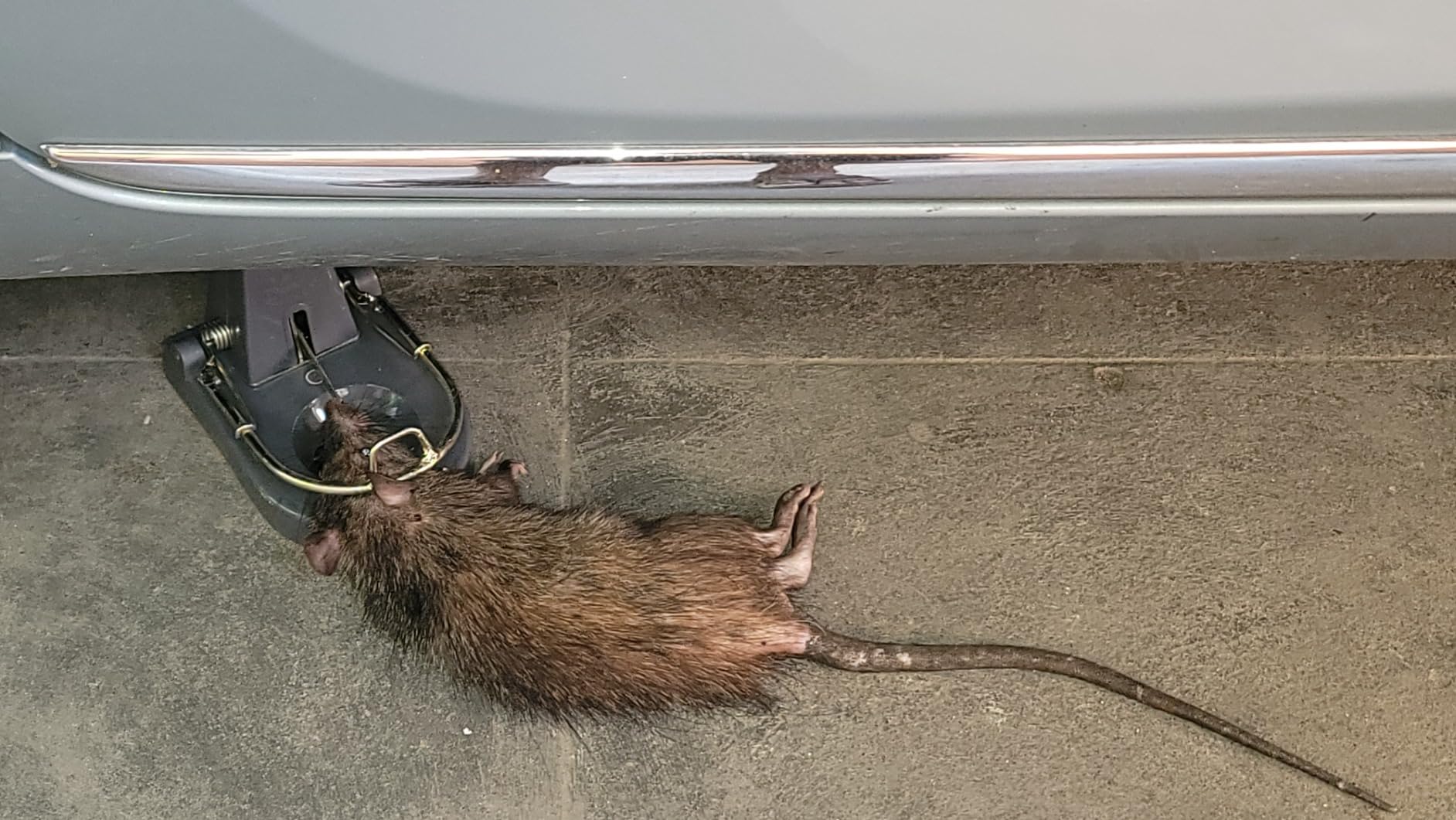 Black Cat Standard Rat Trap:Mouse Catch (Grey, 1) : Amazon.in: Garden ...