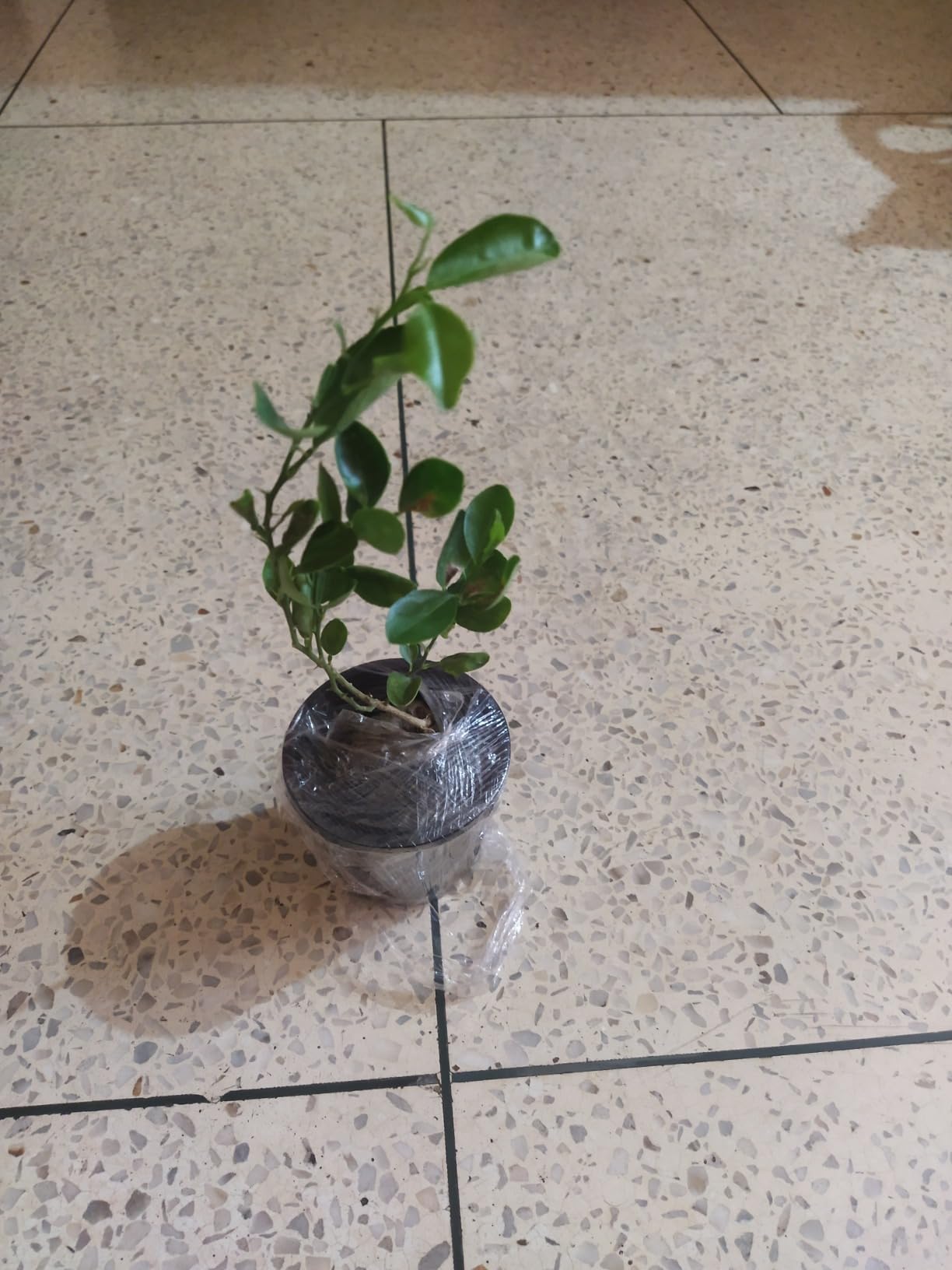 Gurveplantationi® - All Season Hybrid Dwarf Sarbati Lemon Fruit Plant ...