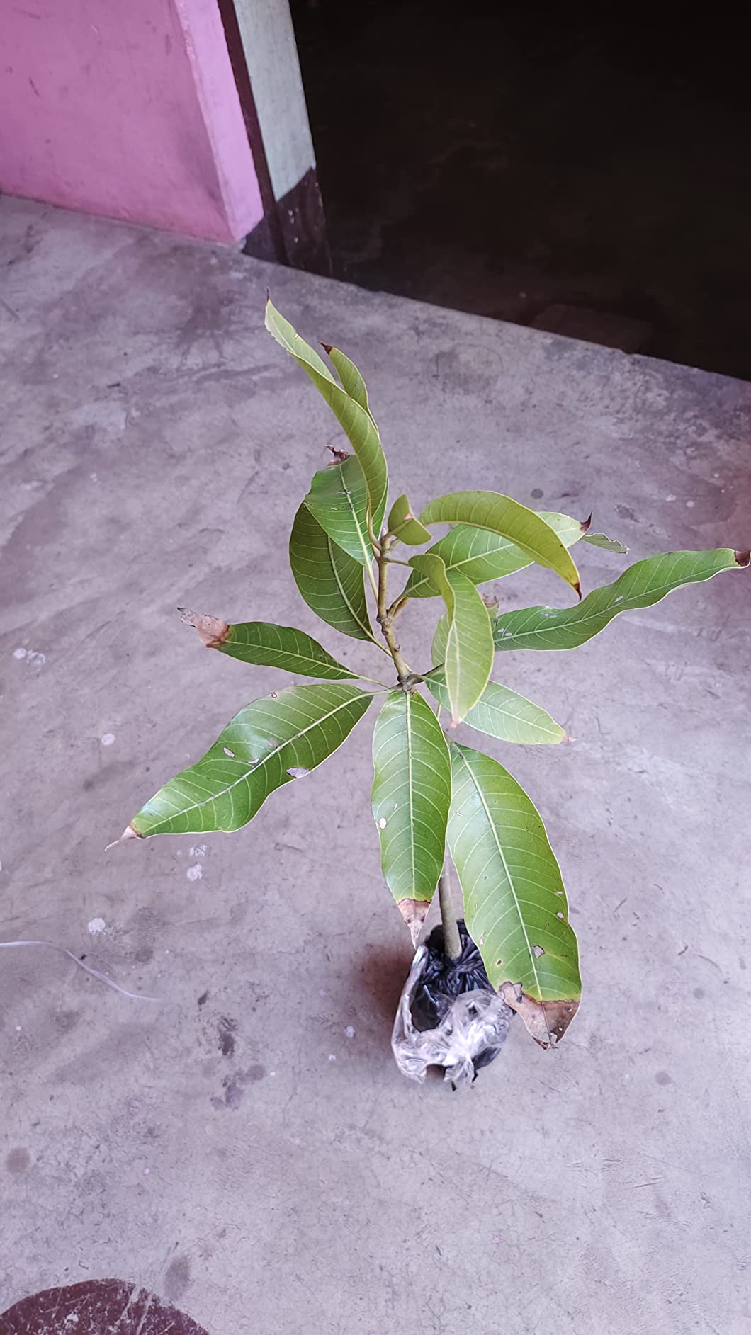 IXORA Mango Himsagar All Time Variety Grafted Aam Fruit Live Plants ...