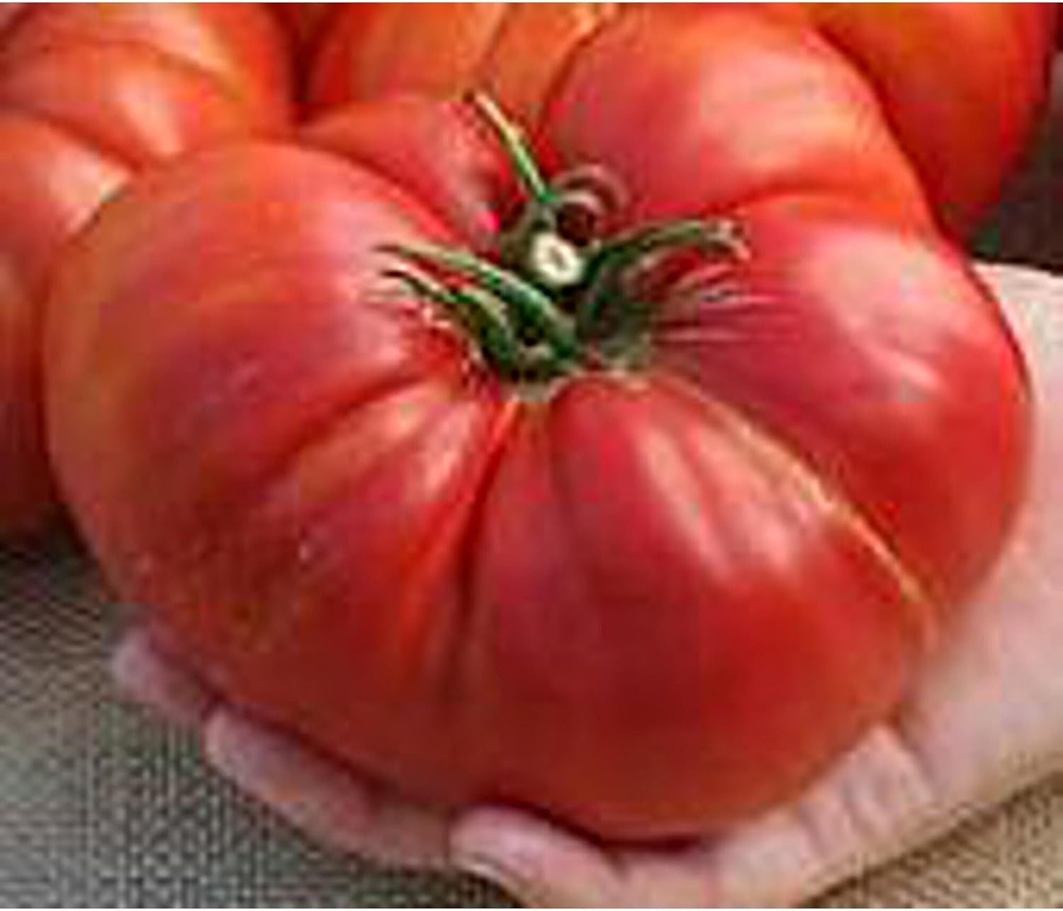 Amazon.com : Church Tomato Seeds (50 Seeds) Seeds for Planting, Growing ...