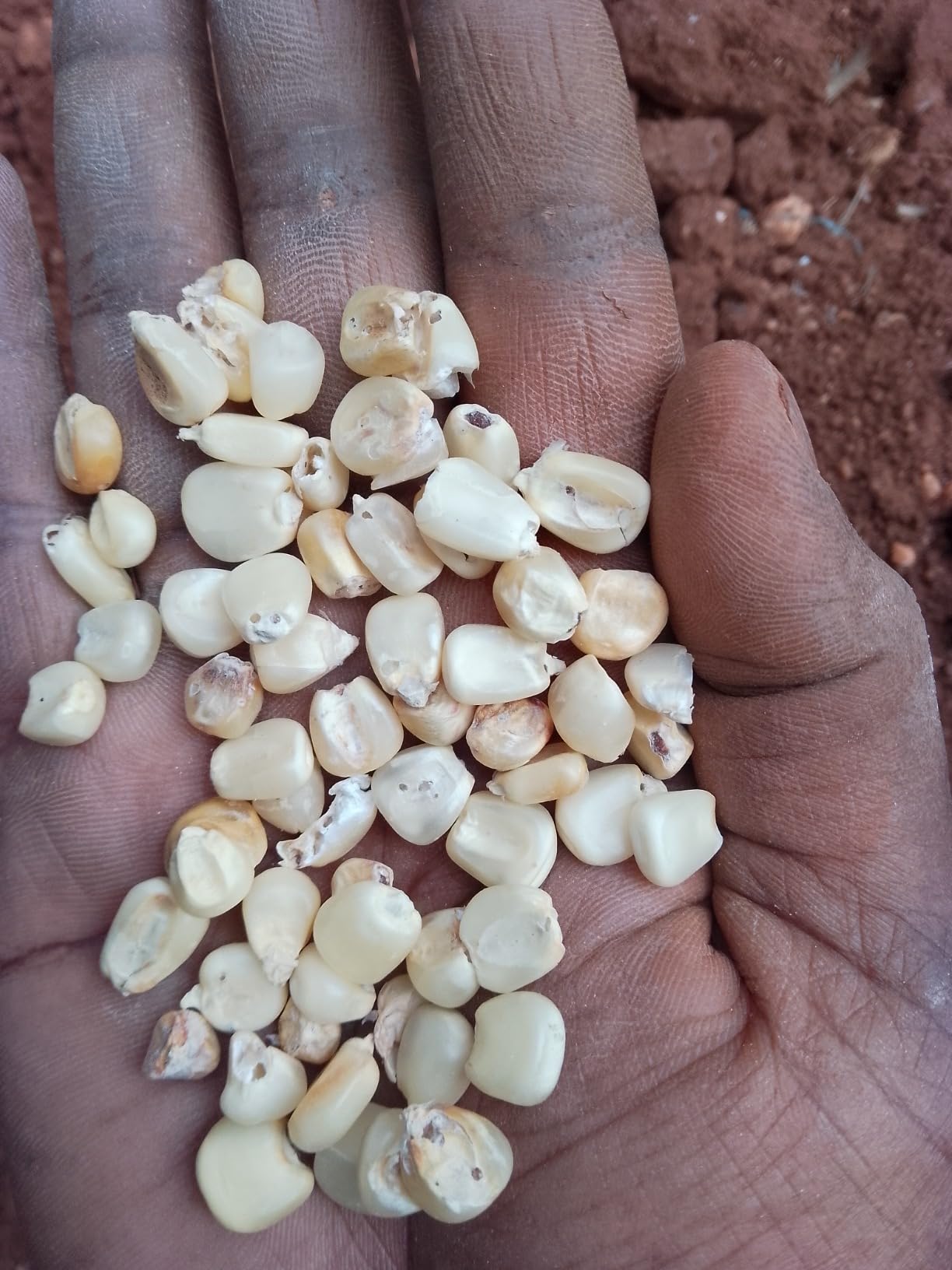 IAgriFarm ® African Tall Maize/Fodder Maize/Makka (Zea Mays) Fodder ...