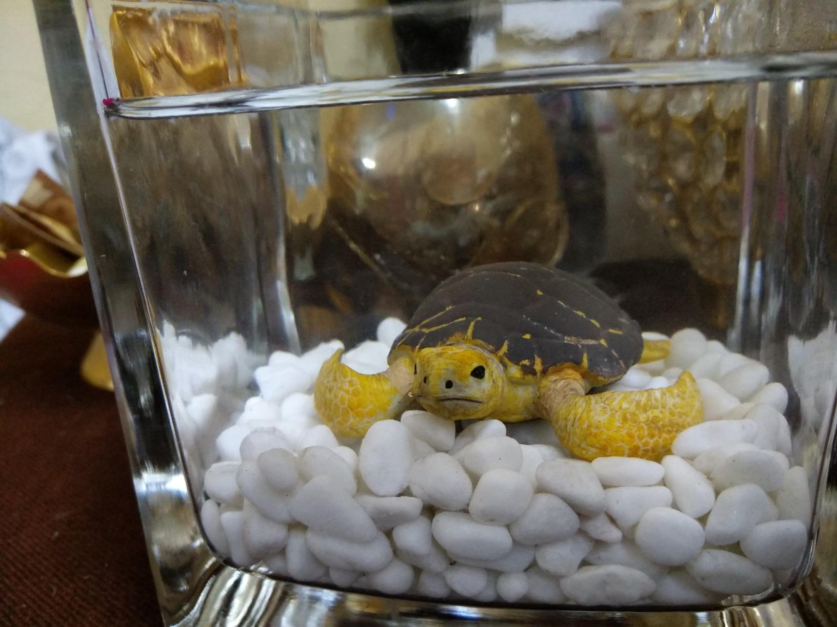 CollectA Sea Life Loggerhead Turtle Toy Figure - Authentic Hand Painted ...