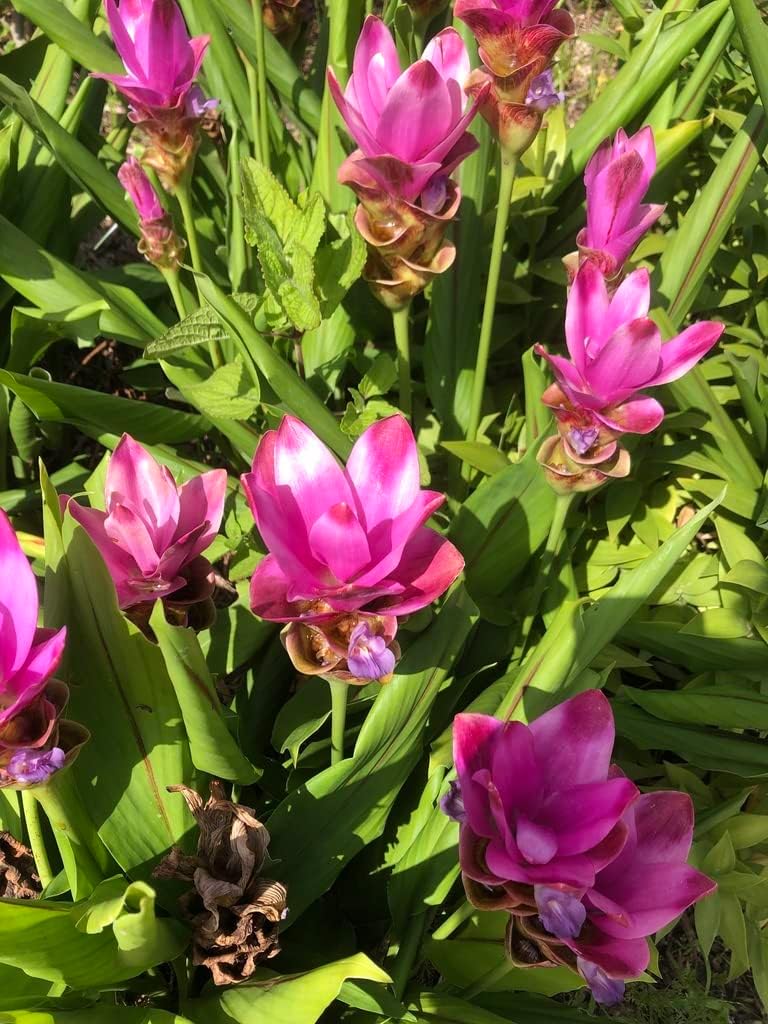 Amazon.com : Tulip Turmeric Plant Live, Dwarf Curcuma Pink Ginger Live ...