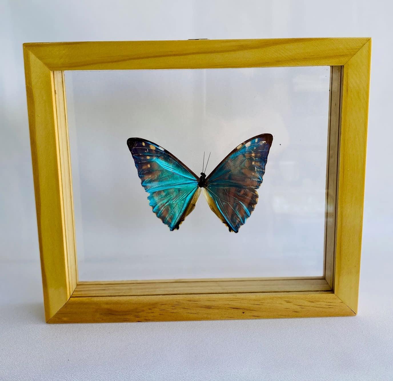 Amazon.com: Wall decor Framed butterfly Worldwide Insects The Blue ...