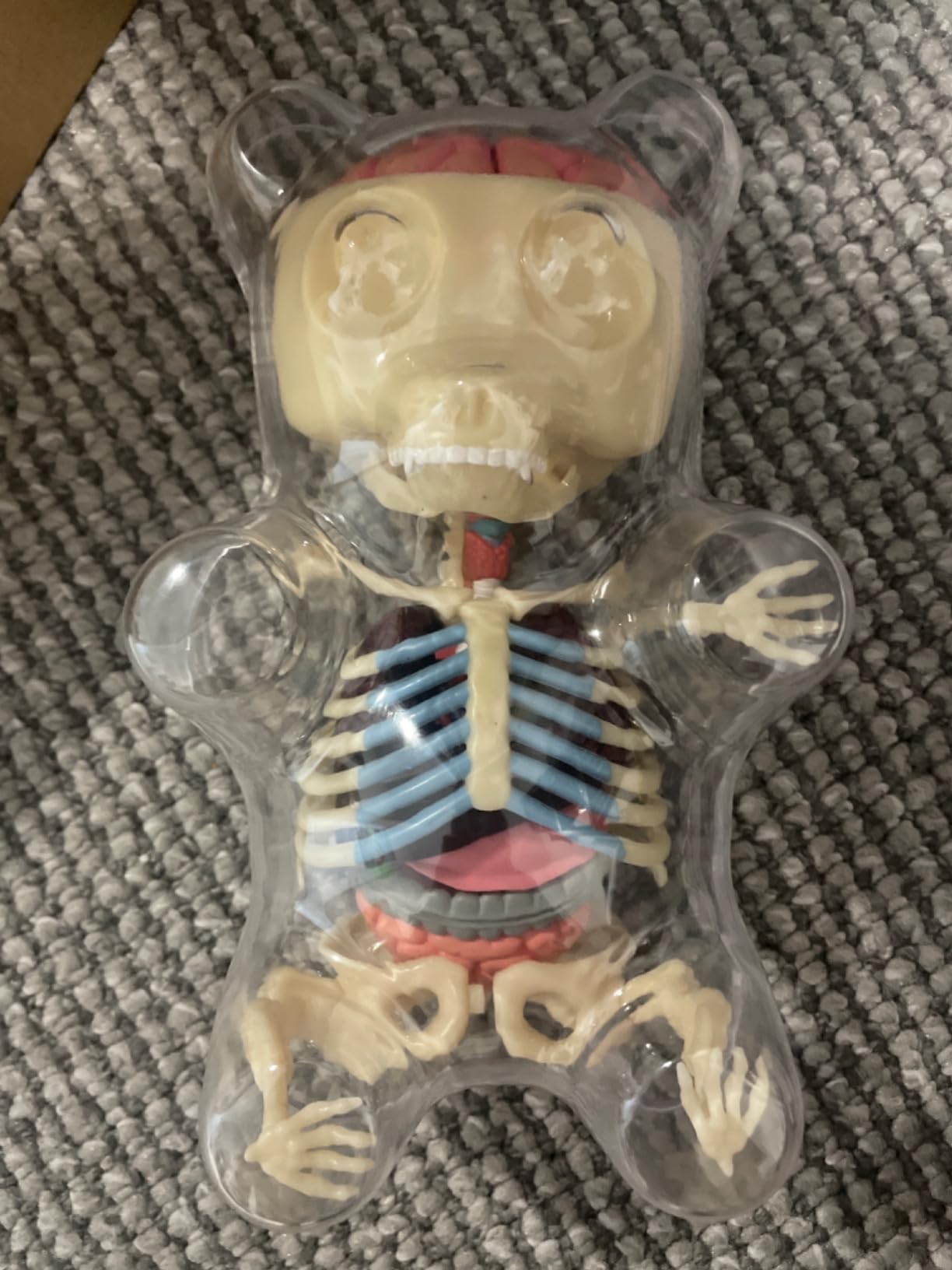4D Master Gummi Bear Skeleton Anatomy Model Kit, Clear : Amazon.com.au ...