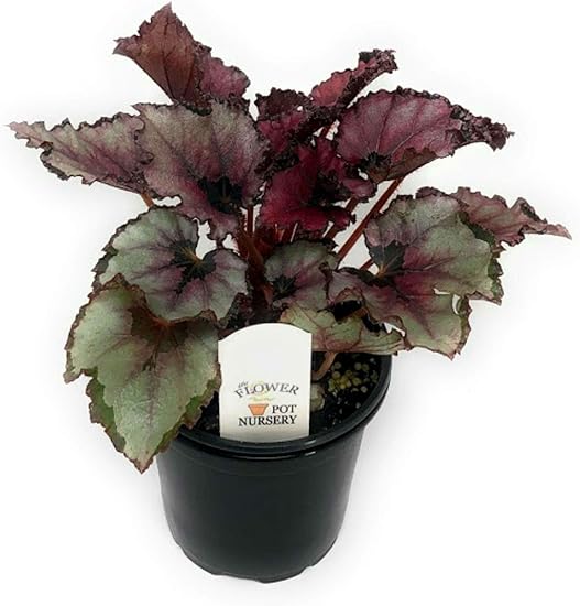 Amazon.com : Generic FlowerPotNursery Rex Begonia Red Robin Begonia rex ...