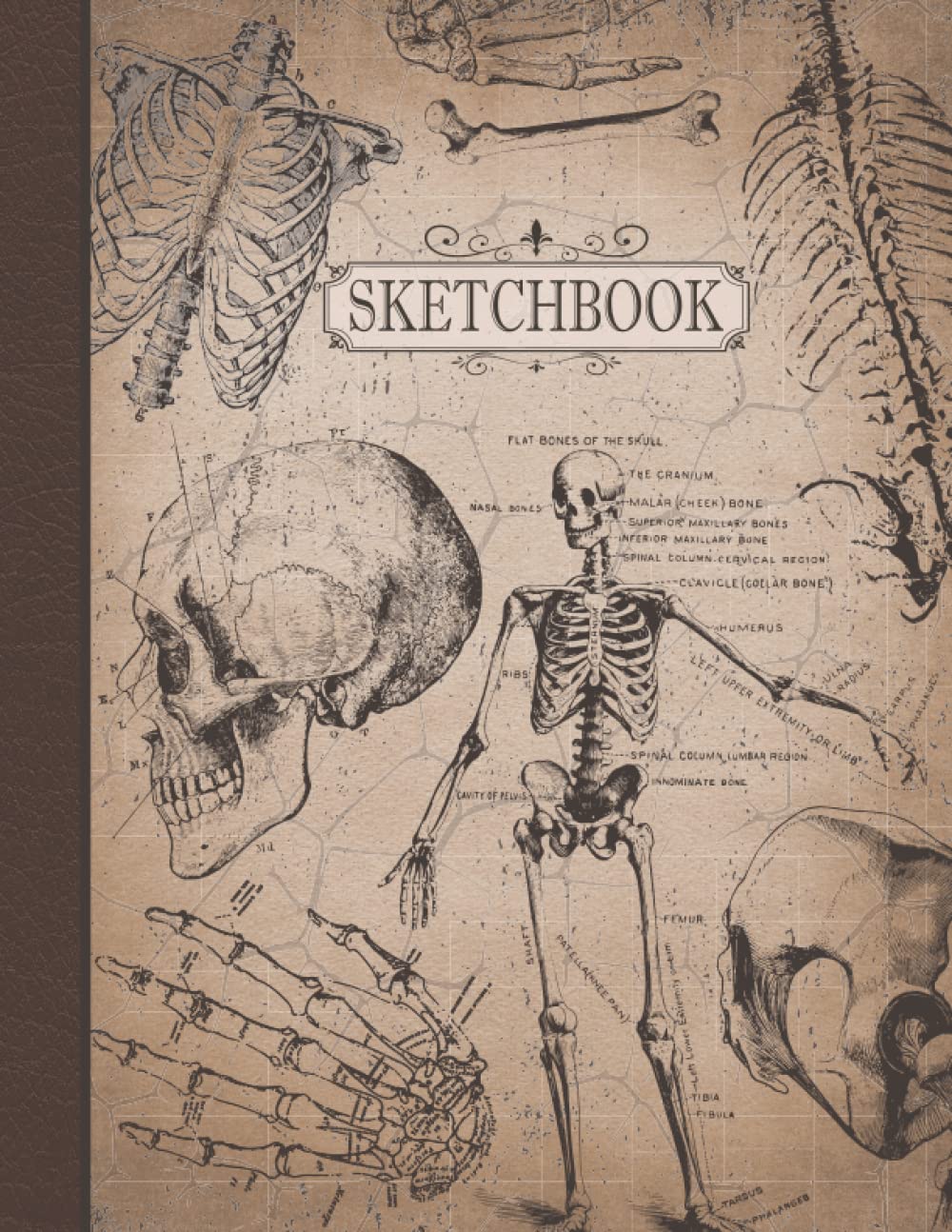 Amazon.com: Sketchbook: Skeleton Human Anatomy Theme | Vintage Style ...