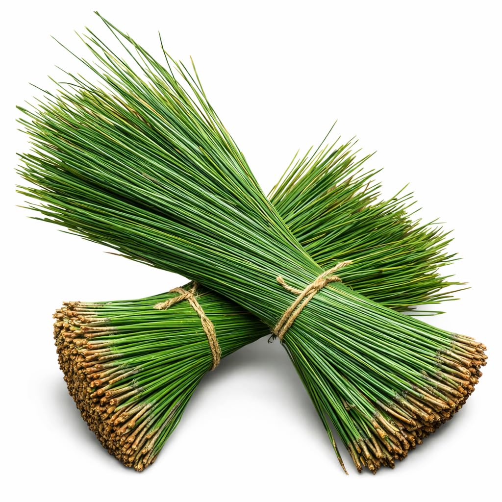 Amazon.com : Fresh Long Leaf Pine Needles 8oz per Bundle, Immune ...