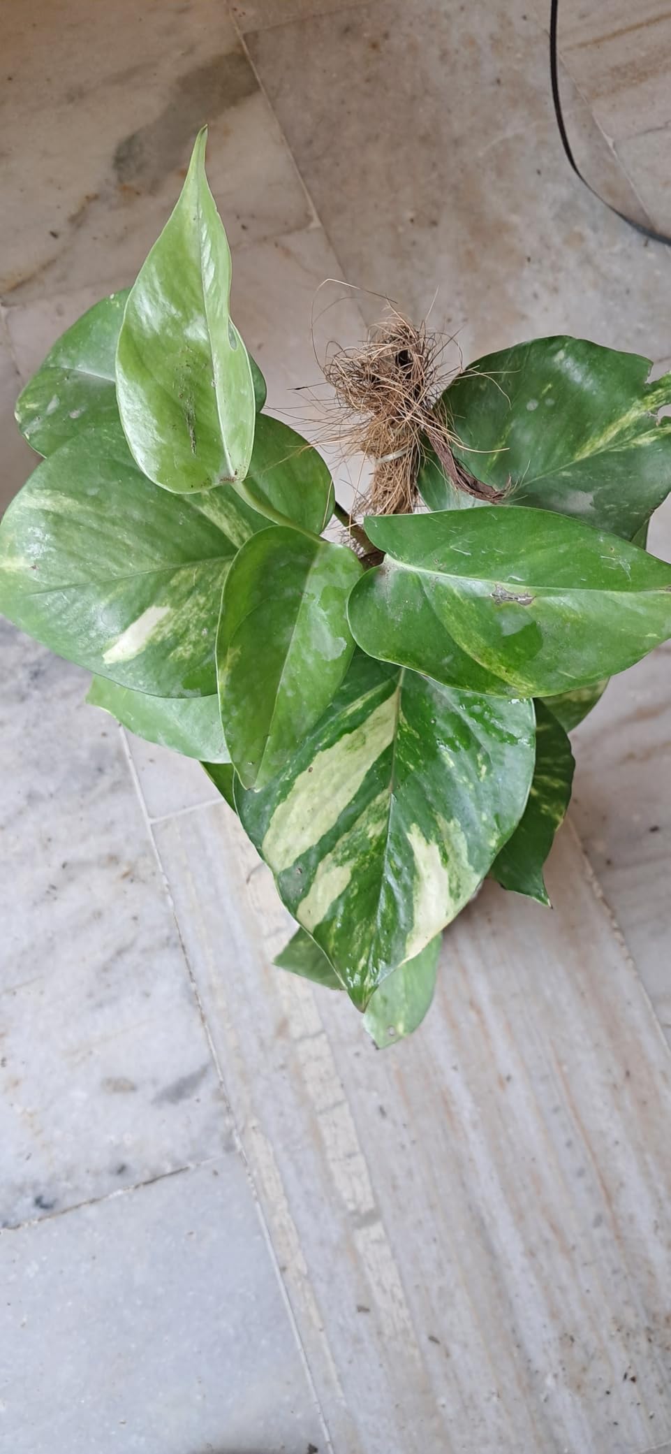 Live Root Amazon Rainforest Big Leaf Money Plant Live Money Indoor ...