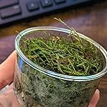 Amazon.com: Java Moss Portion in 4 Oz Cup - Easy Live Fresh Water ...