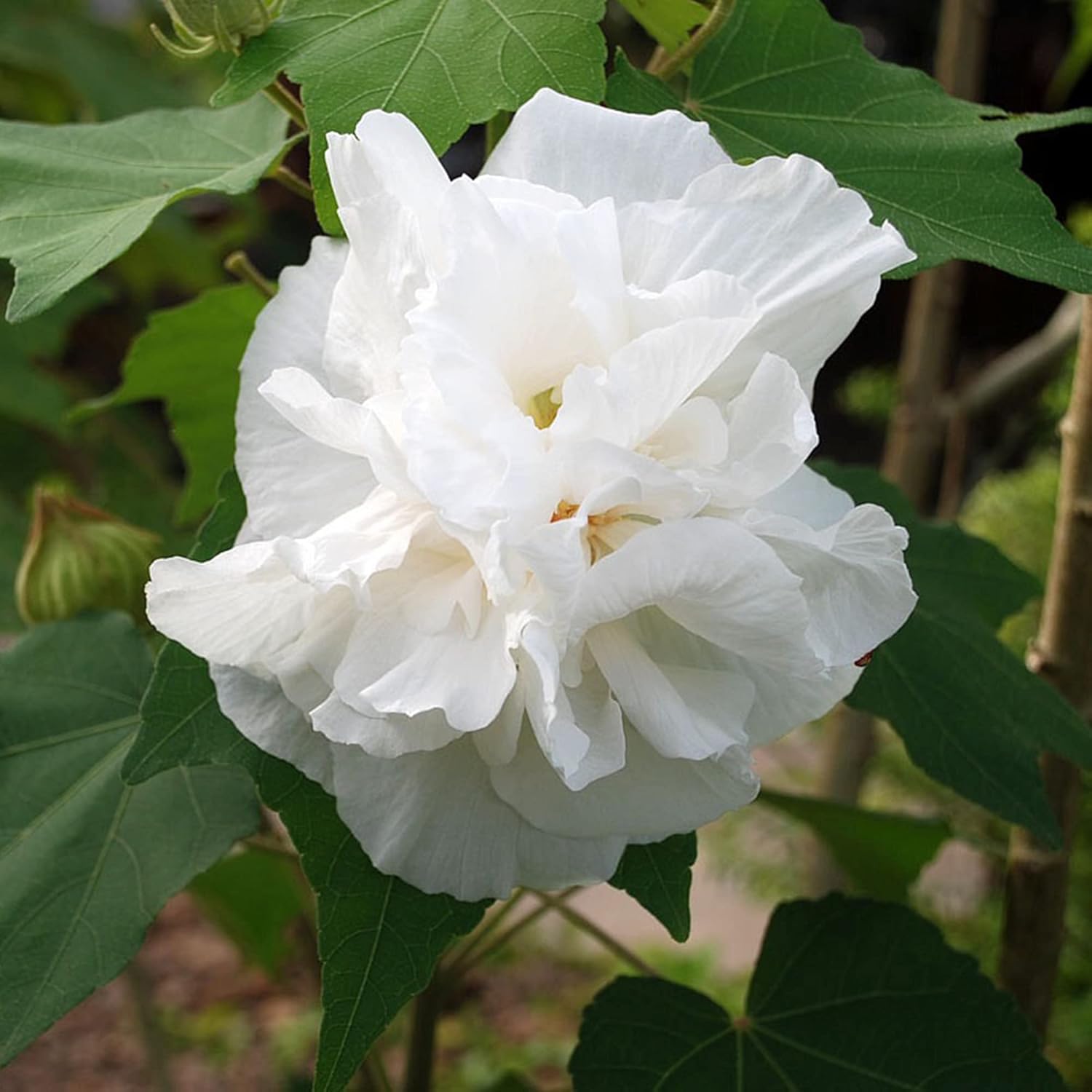 Amazon.com : 10 Confederate Rose Seeds Hibiscus Mutabilis Seeds for ...