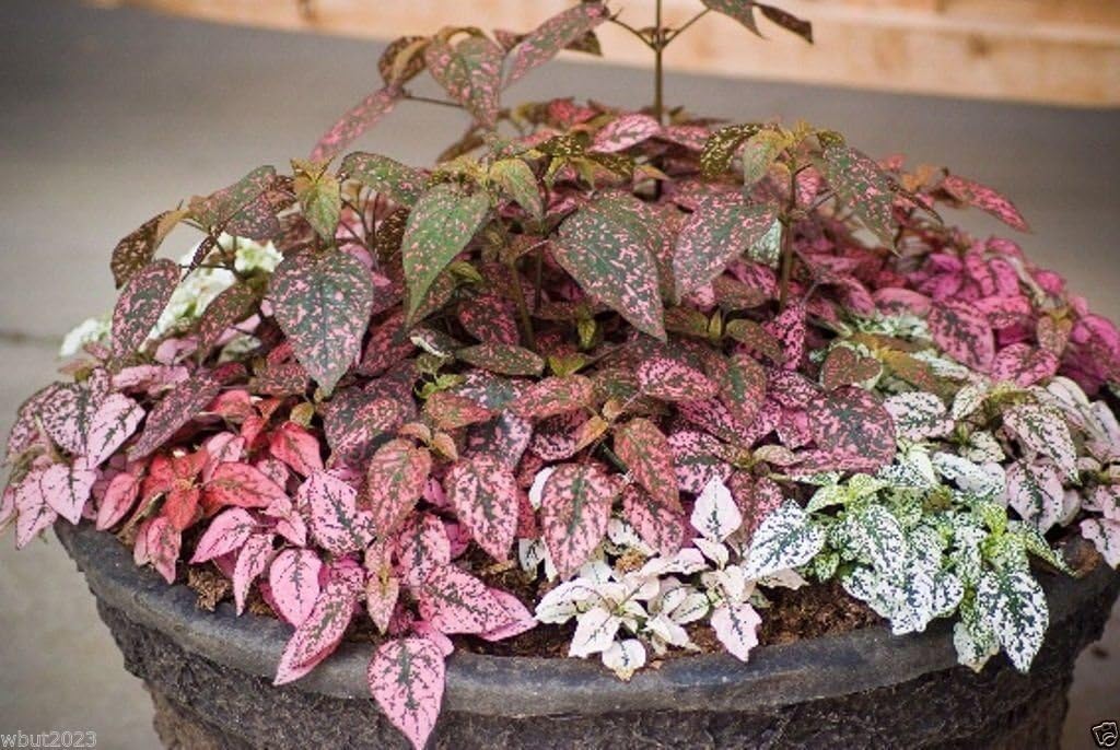 Amazon.com: 50 Hypoestes Seeds - Hypoestes- Confetti Compact Mix ...