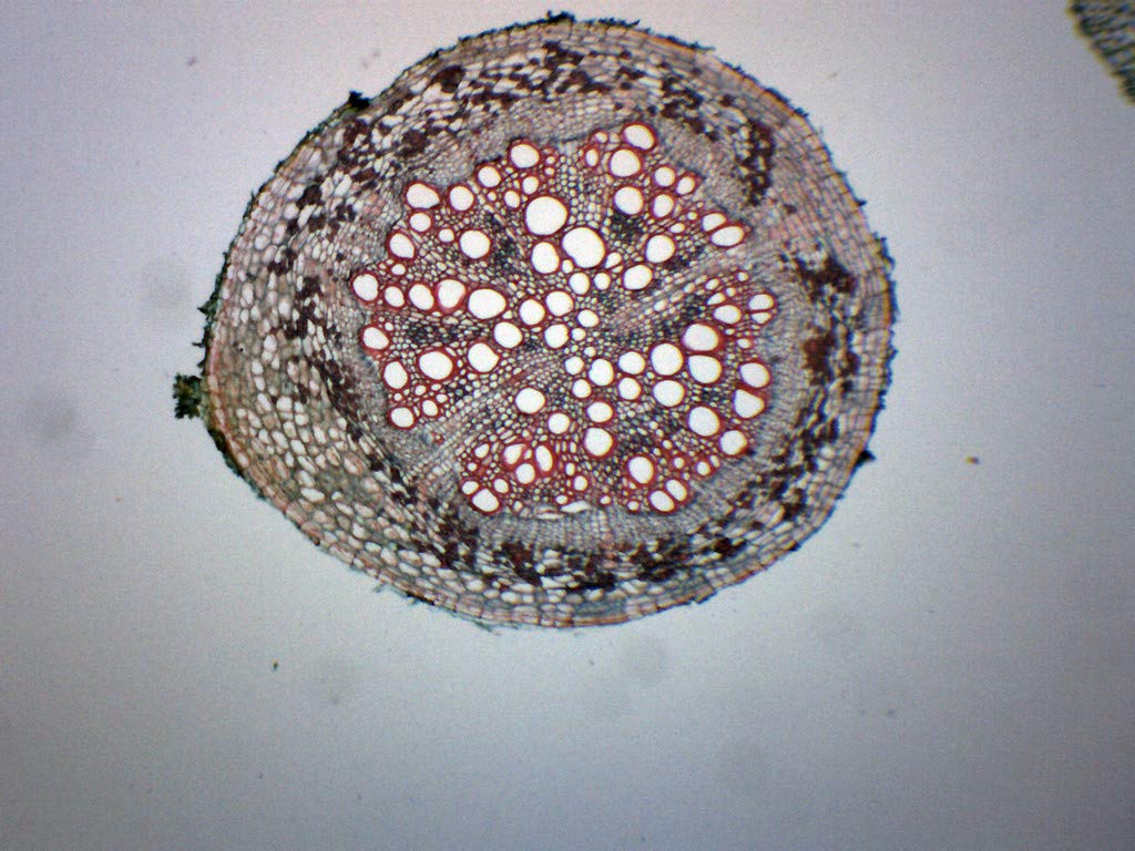 Lavender Stem Cross Section Prepared Biology Slides 25 Pack Lavender ...