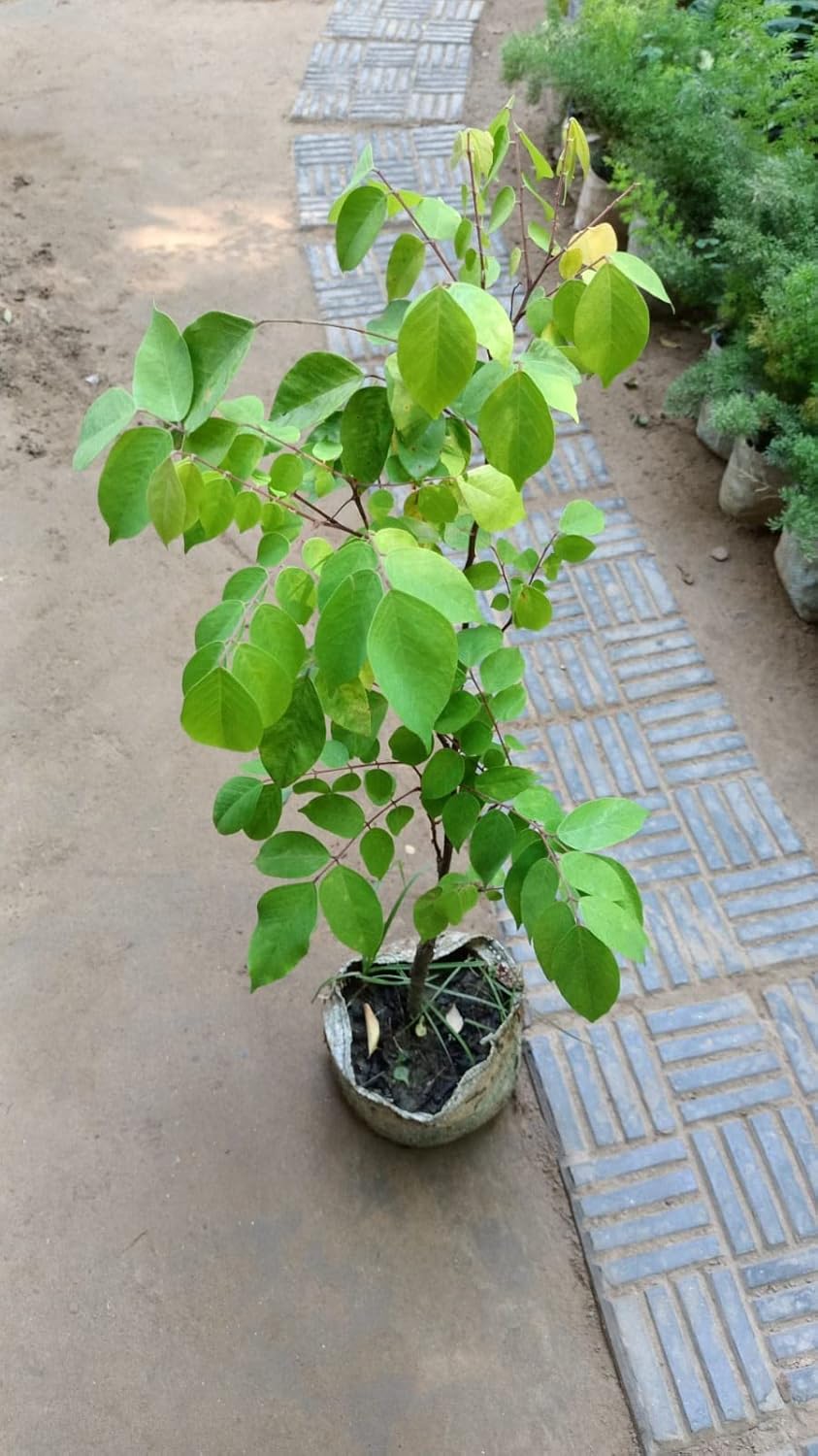 MAAN ORGANIC FARMS GRAFTED Kamrak, thai Star fruit Plant GRAFTED live ...