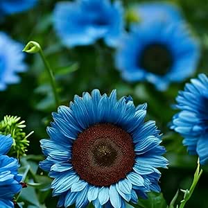 Amazon.com : 50pcs Bright Blue Sunflower Seeds - Dwarf Varieties for ...