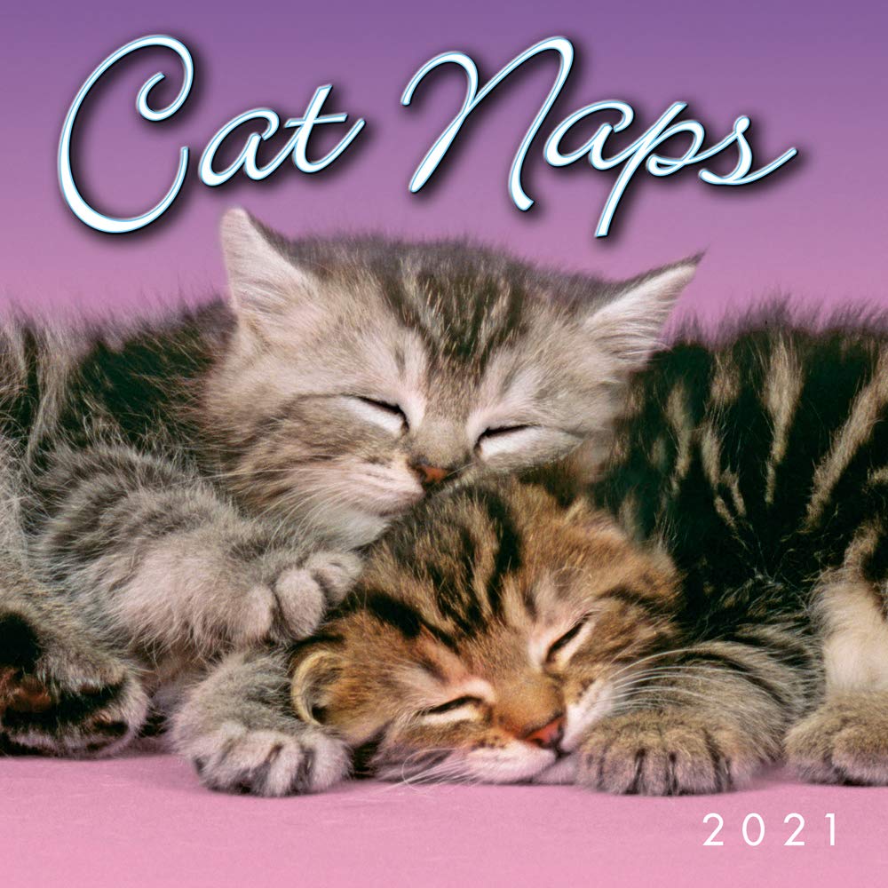 Cat Naps 2021 Calendar : Sellers Publishing Inc.: Amazon.in