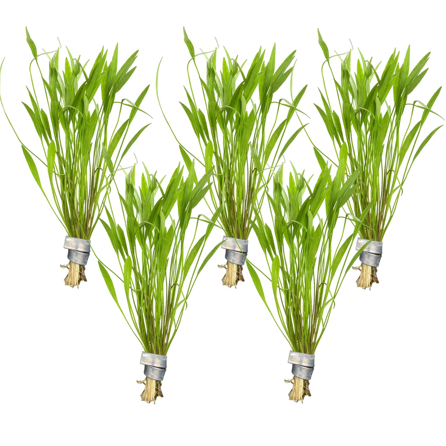 Amazon.com: 5X Chain Sword Narrow Leaf Plants : Everything Else