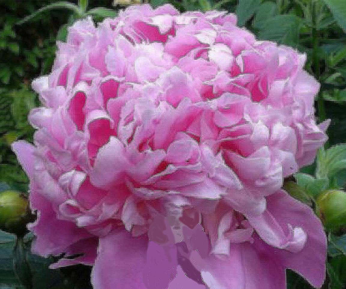 Amazon.com : Mons Jules Elie Peony - Double Pink Bomb Peony Bare Root 3-5 Eyes | Delightful ...