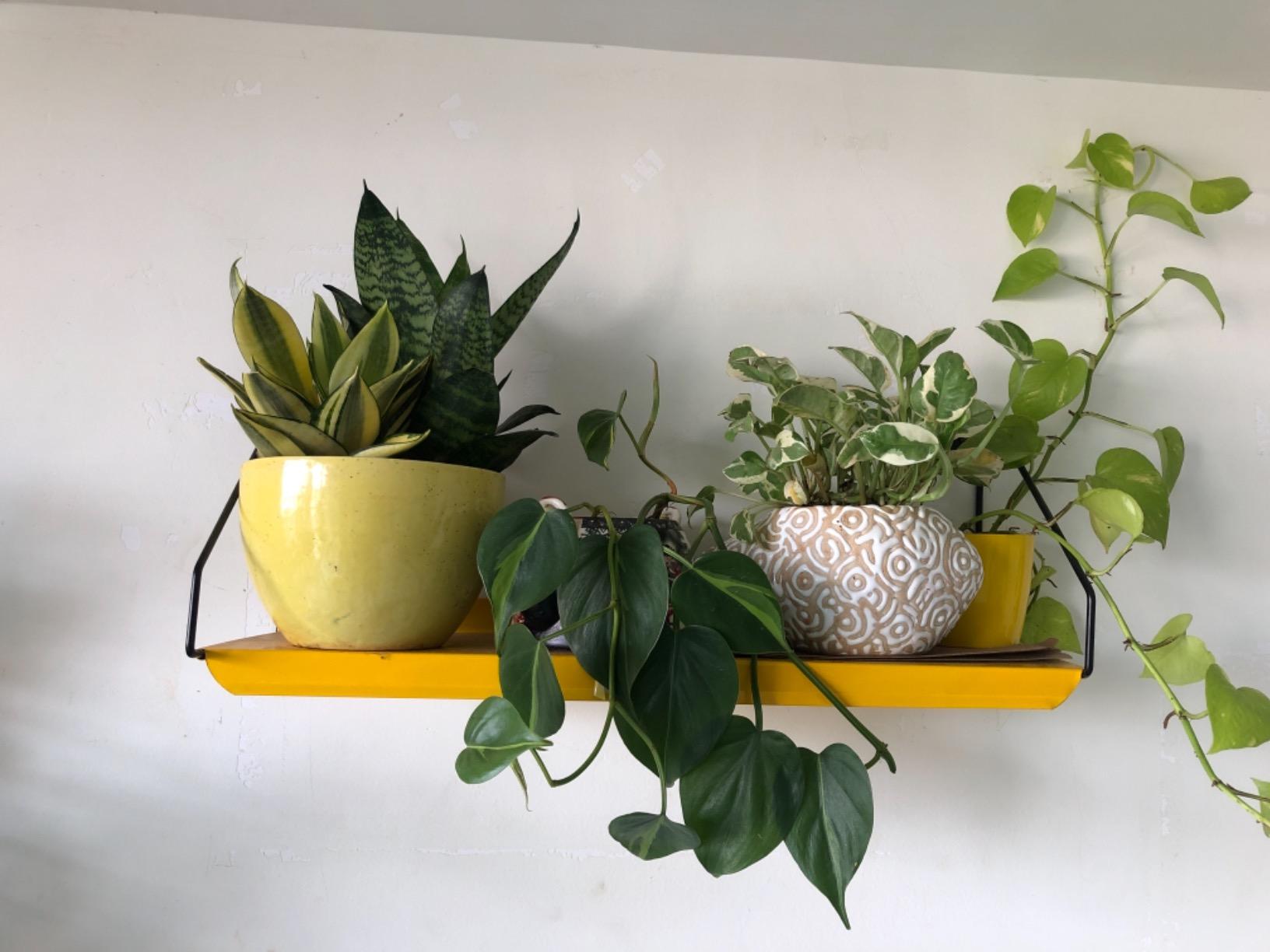 Home Sparkle Mild Steel Wall Rack (Set of 2), Multicolour : Amazon.in ...